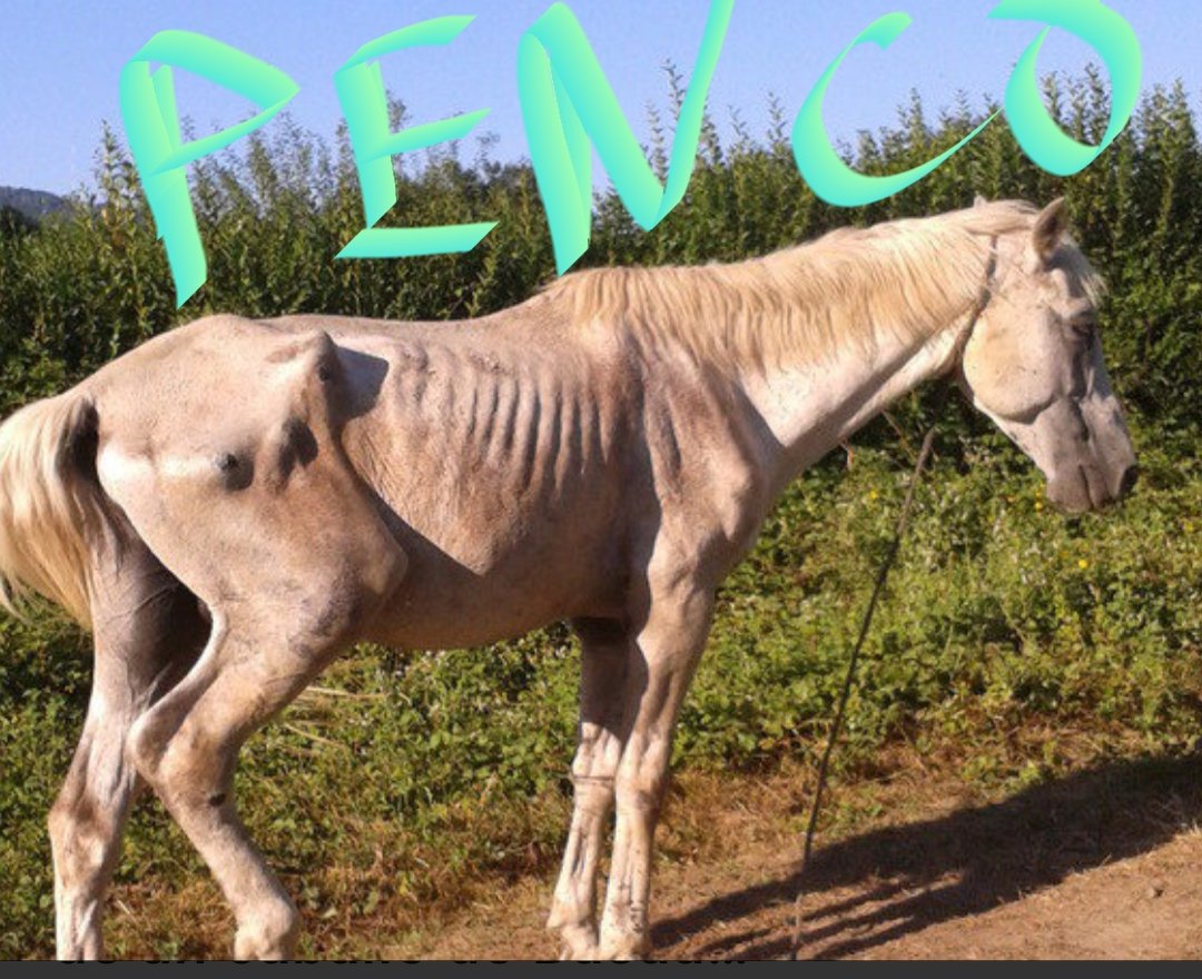 caballo penco | AlMomento.net - Noticias de República Dominicana al ...