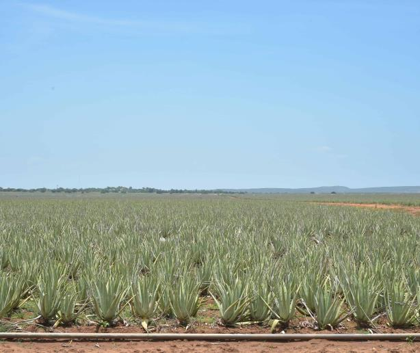La más grande plantación de sábila del mundo | AlMomento.net - Noticias ...